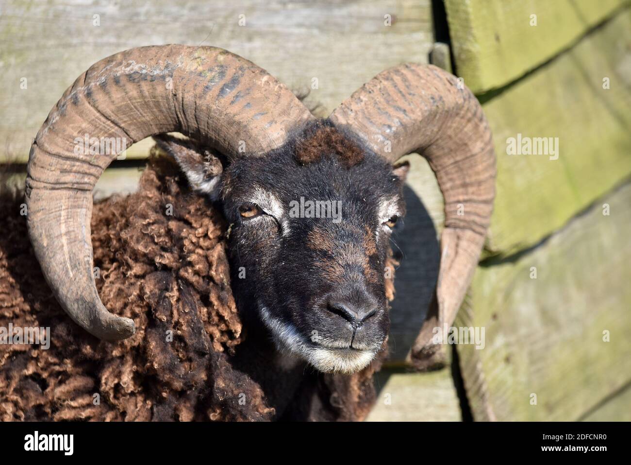 Rare Breed Soay Sheep named after the Island of Soay in the St. Kilda ...