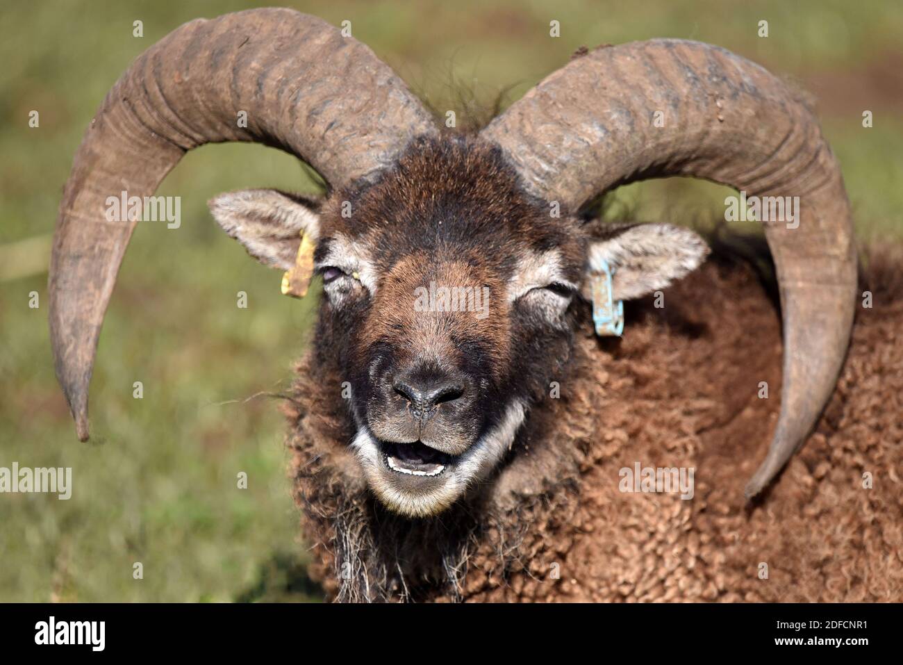 Rare Breed Soay Sheep named after the Island of Soay in the St. Kilda ...