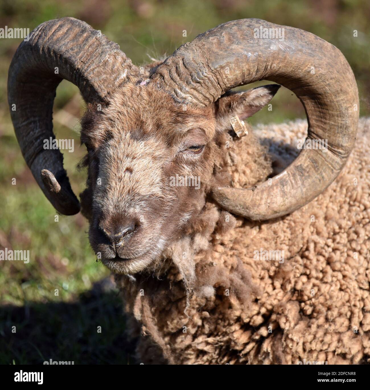 Rare Breed Soay Sheep named after the Island of Soay in the St. Kilda ...