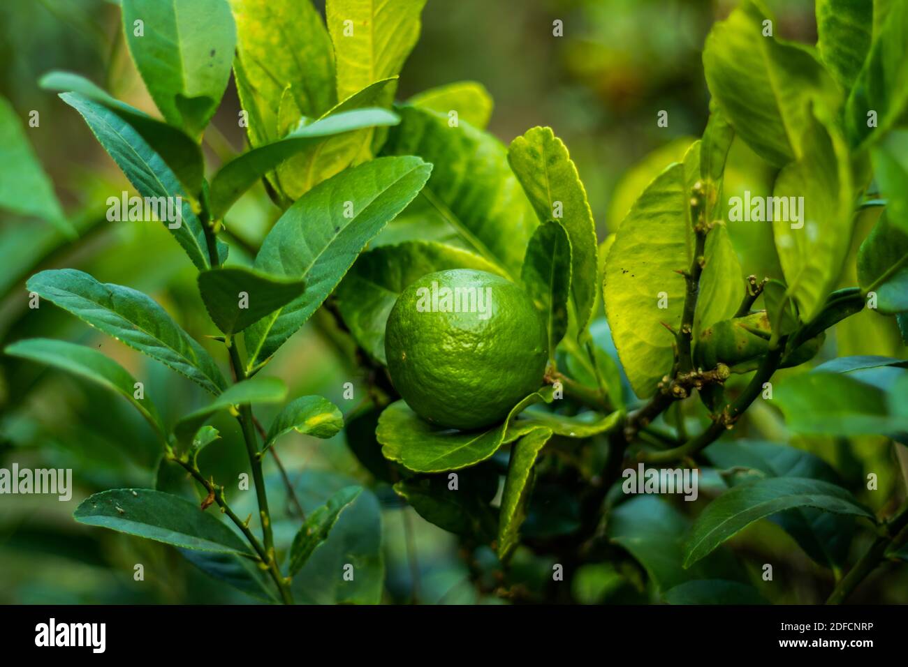Orange or green seedless lemon tree plant of Bangladesh Stock Photo - Alamy