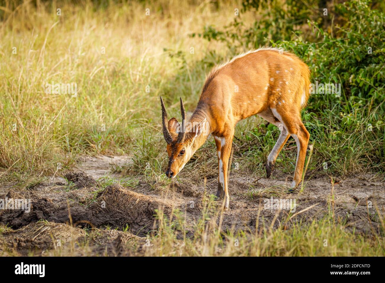 Male Cape Bushbuck ( Tragelaphus scriptus), Queen Elizabeth National ...