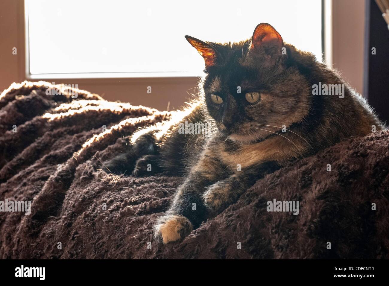 Tabby tortoiseshell female kitten hi-res stock photography and images ...