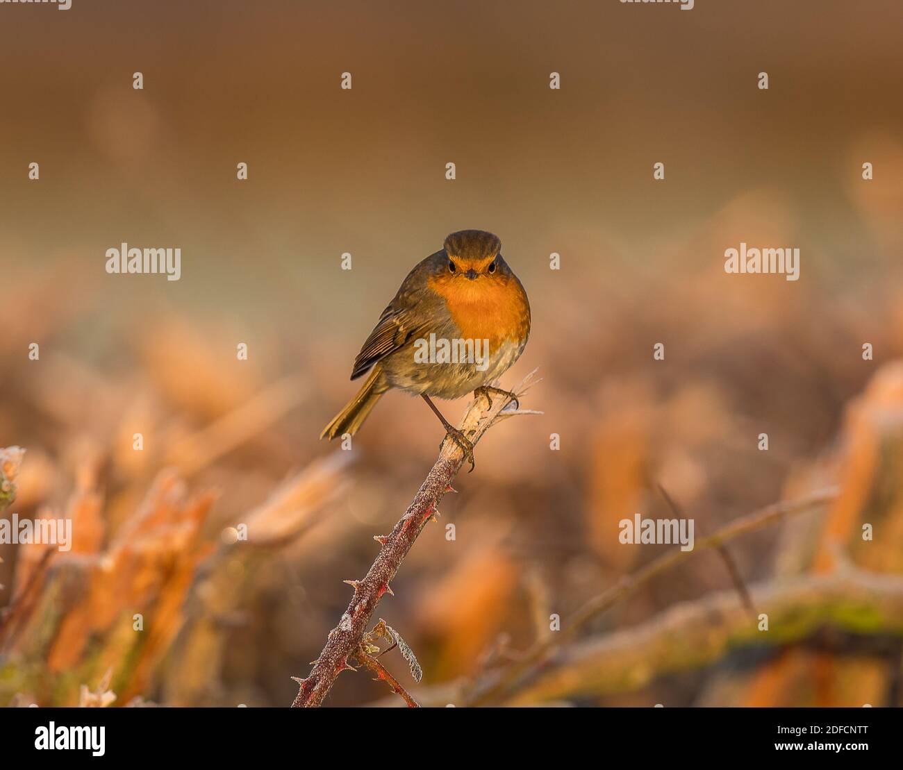 Robin photographed in lancashire hi-res stock photography and images ...