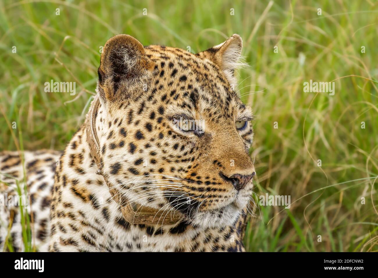 Leopard ( Panthera pardus) relaxing in the grass, Queen Elizabeth ...