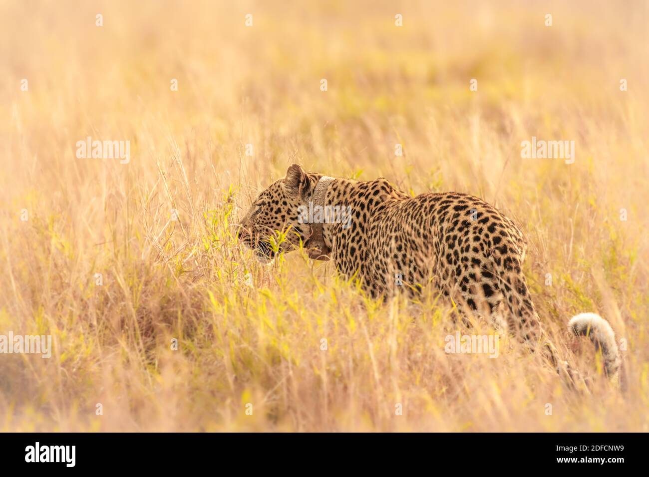 Queen elizabeth face close up hi-res stock photography and images - Alamy