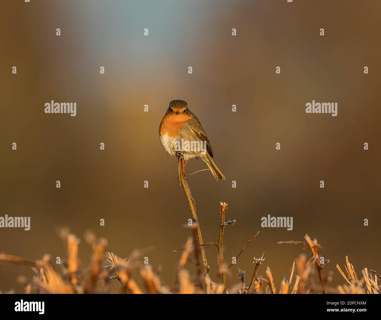 Robin photographed in lancashire hi-res stock photography and images ...