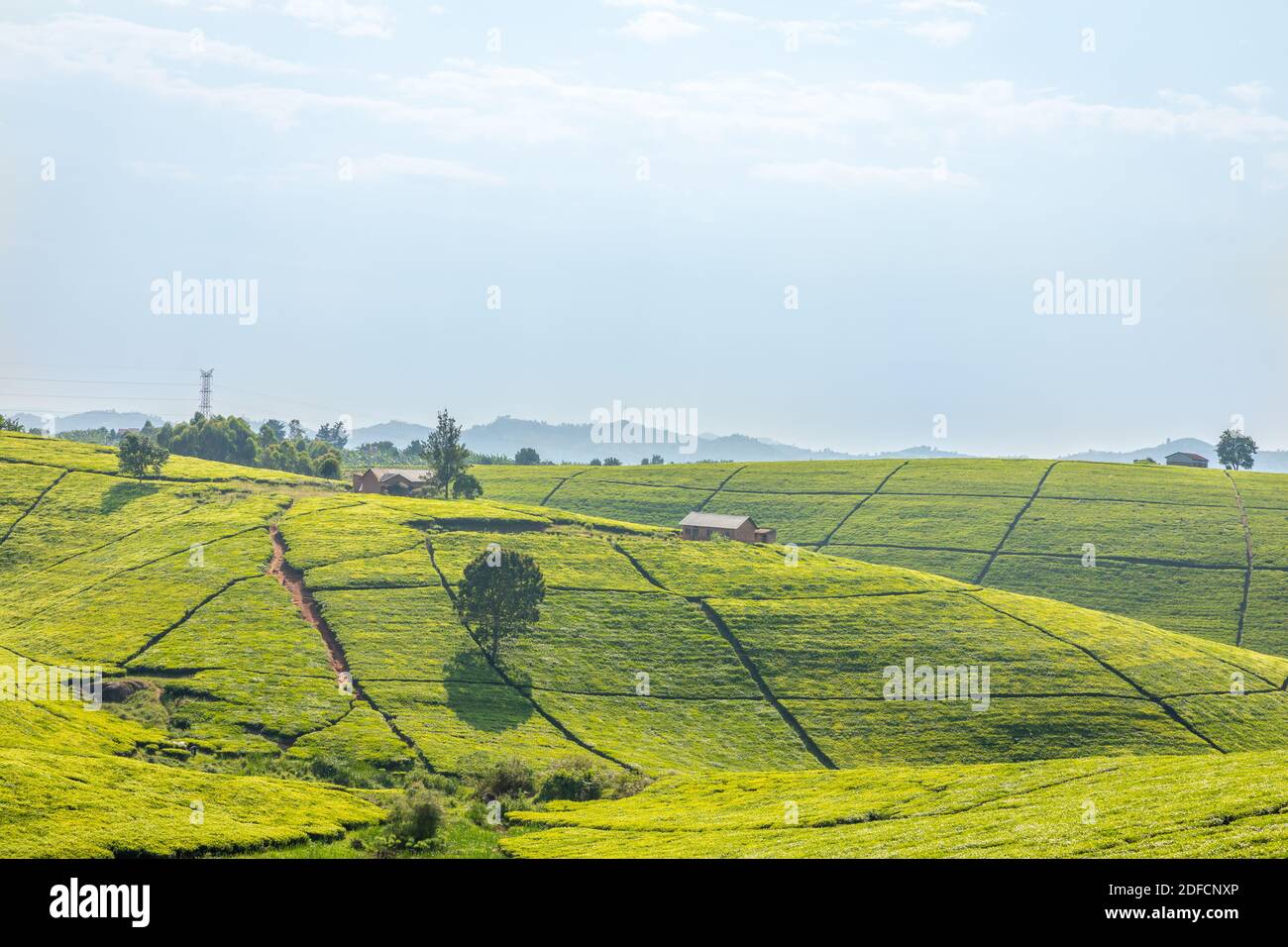 A tea plantation in Uganda, Africa. Tea is an important export in this ...