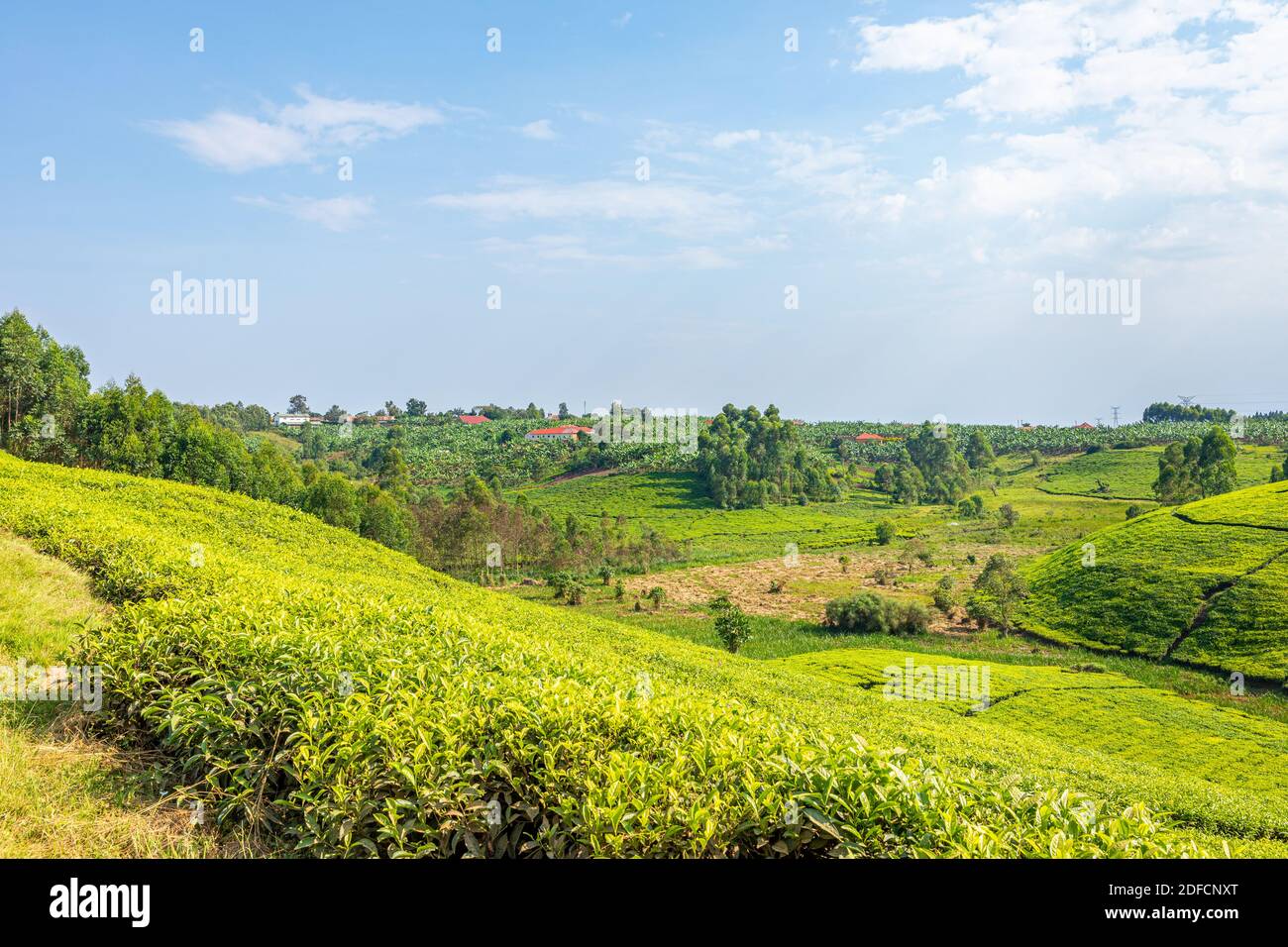 A tea plantation in Uganda, Africa. Tea is an important export in this ...