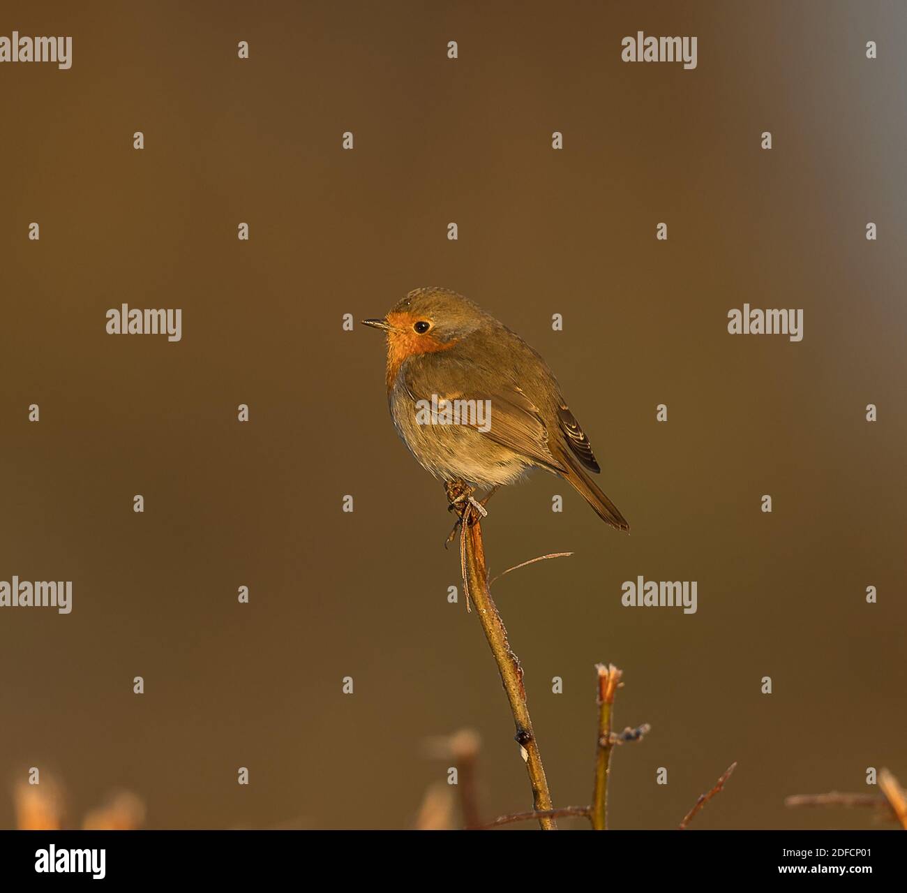 Robin photographer in winter light hi-res stock photography and images ...