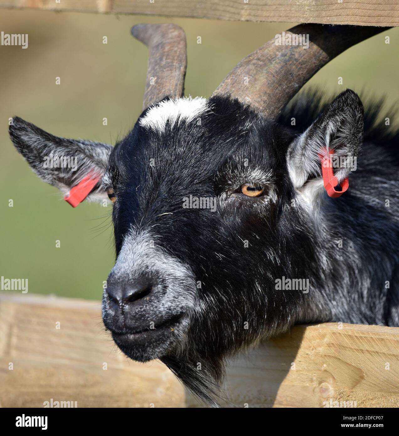 Bagot goat hi-res stock photography and images - Alamy