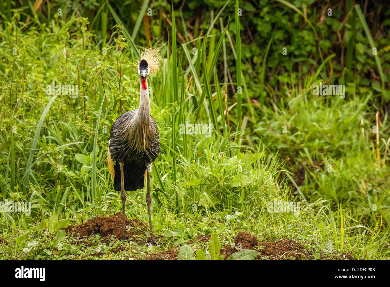 South african crown crane hi-res stock photography and images - Alamy