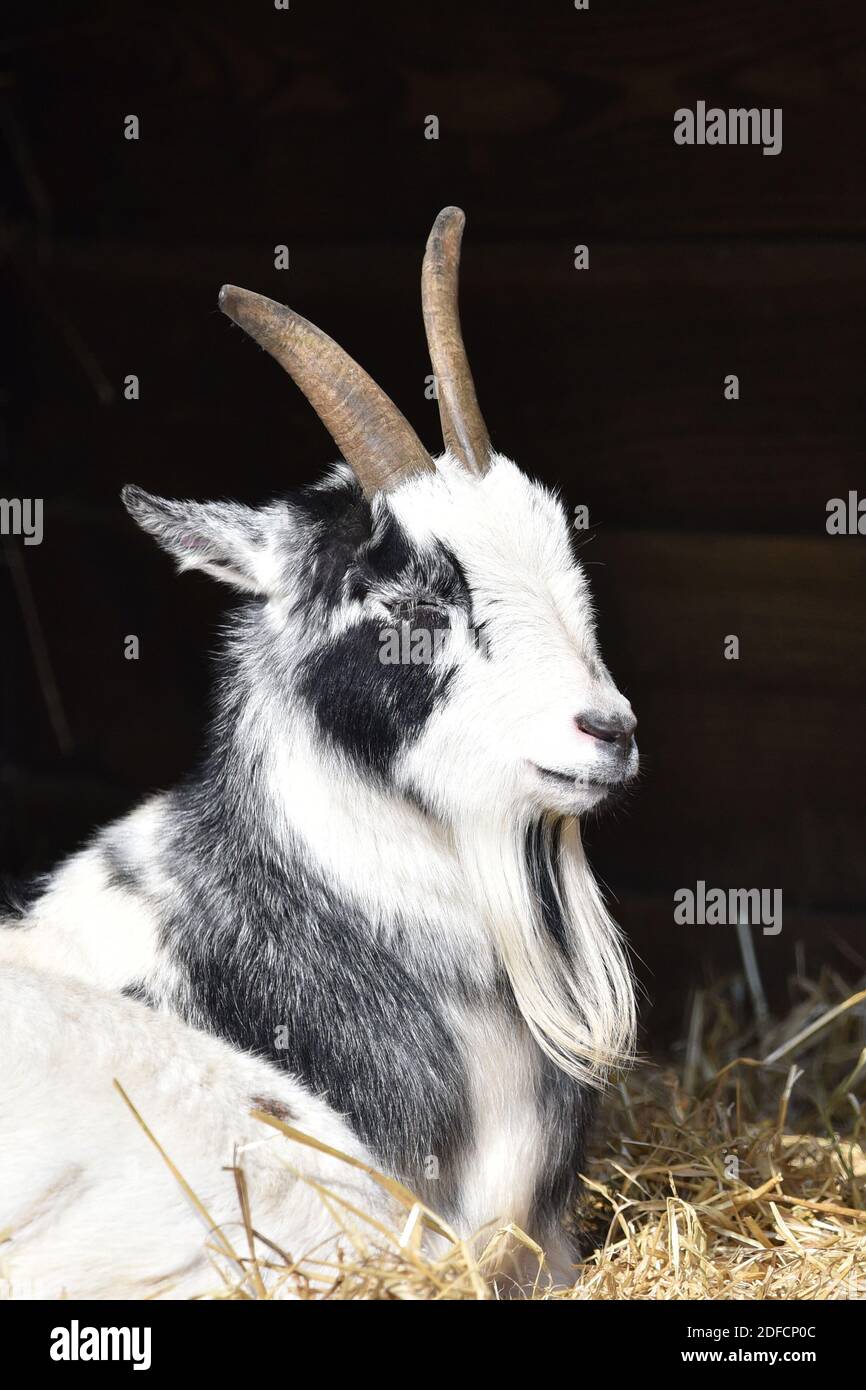 Bagot goat hi-res stock photography and images - Alamy
