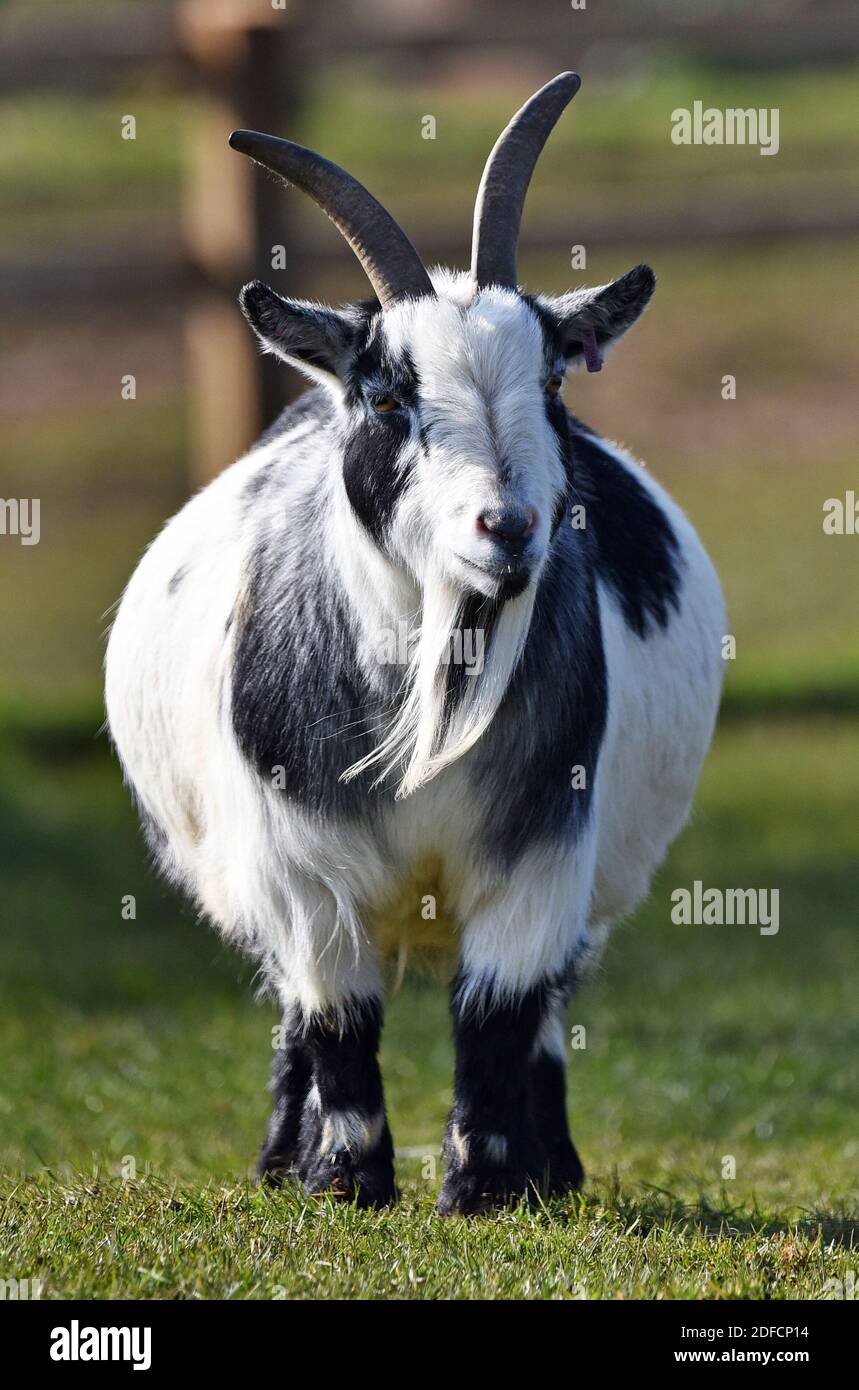 Bagot goat uk hi-res stock photography and images - Alamy