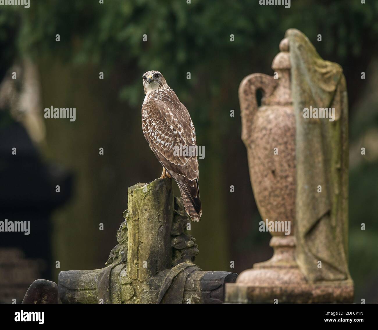Buzzard perched on angel on a grave stone in a hi-res stock photography ...