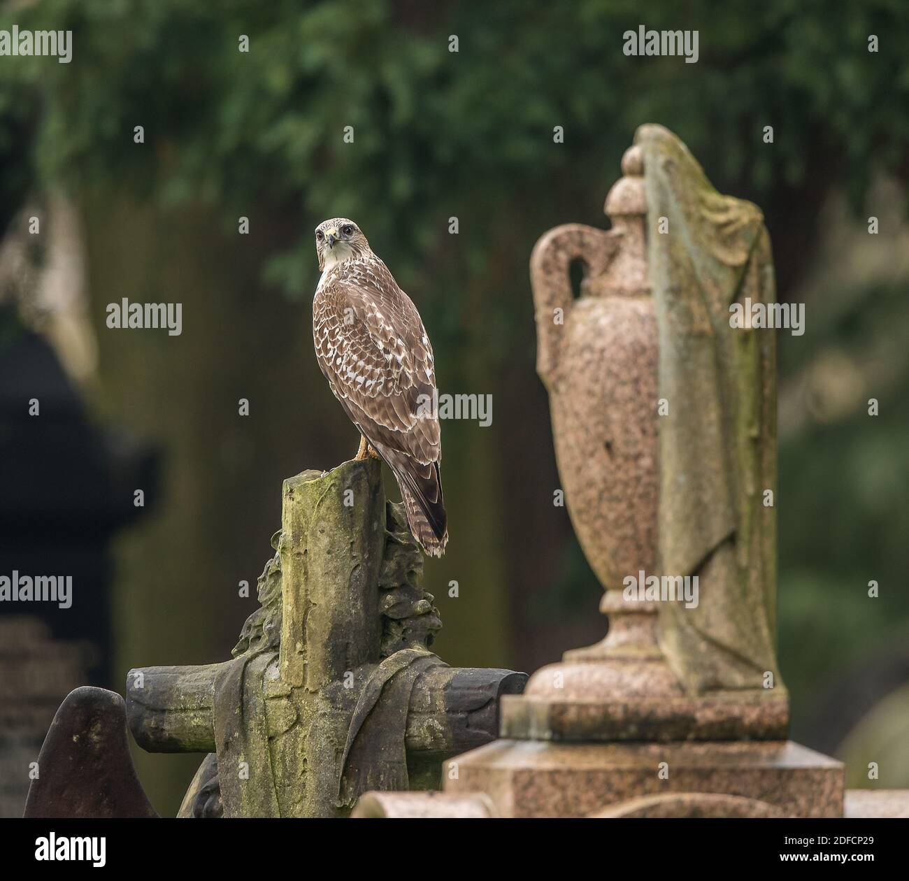 Juvenile male buzzard hi-res stock photography and images - Alamy