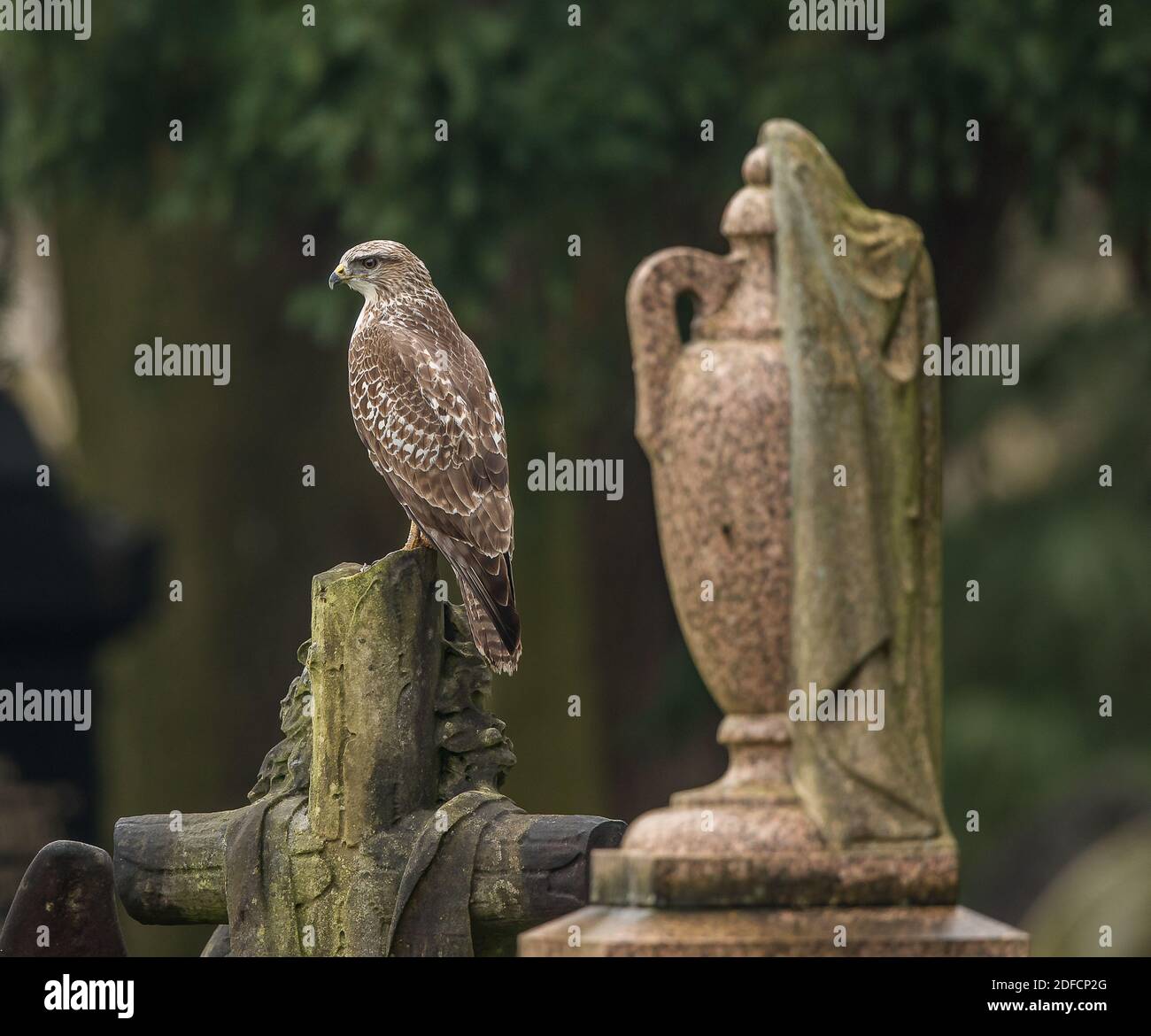 Buzzard perched on angel on a grave stone in a hi-res stock photography ...