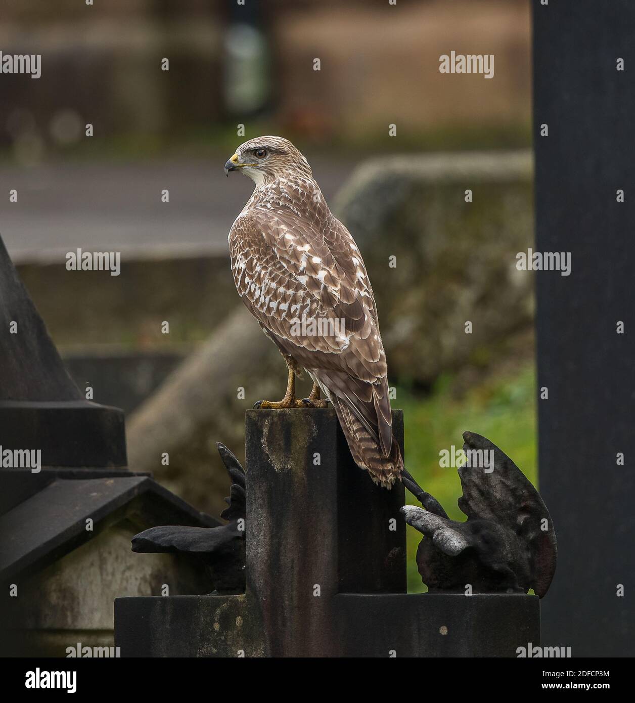 Buzzard perched on angel on a grave stone in a hi-res stock photography ...