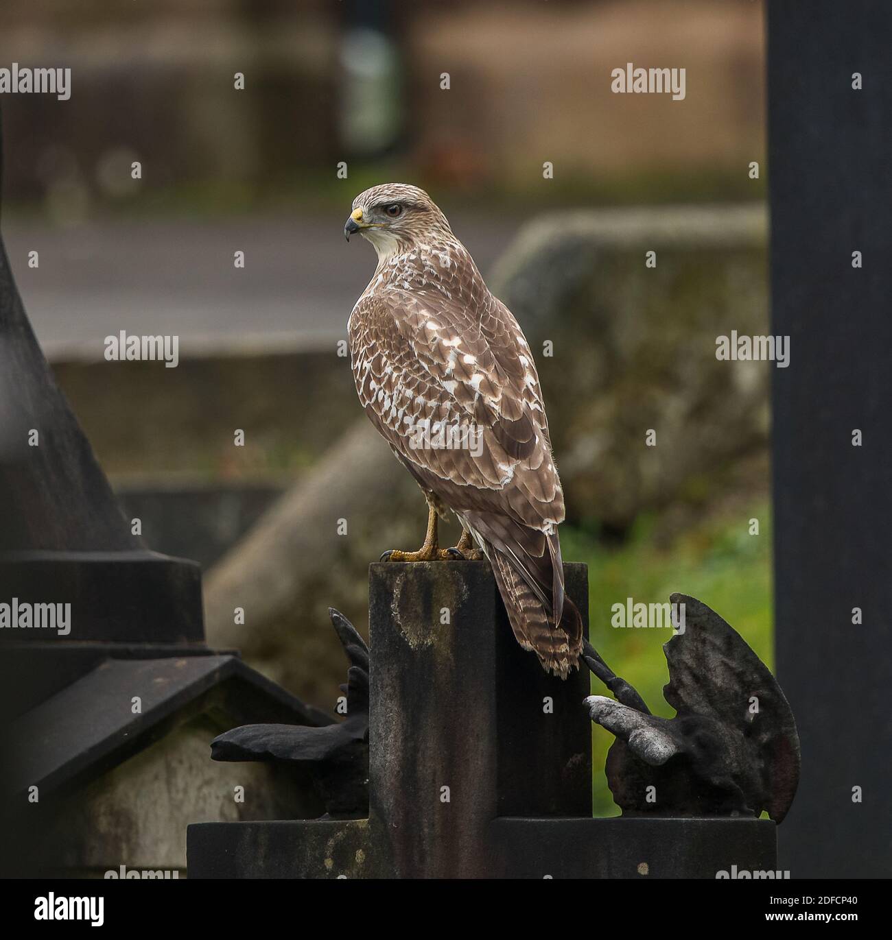 Buzzard perched on angel on a grave stone in a hi-res stock photography ...
