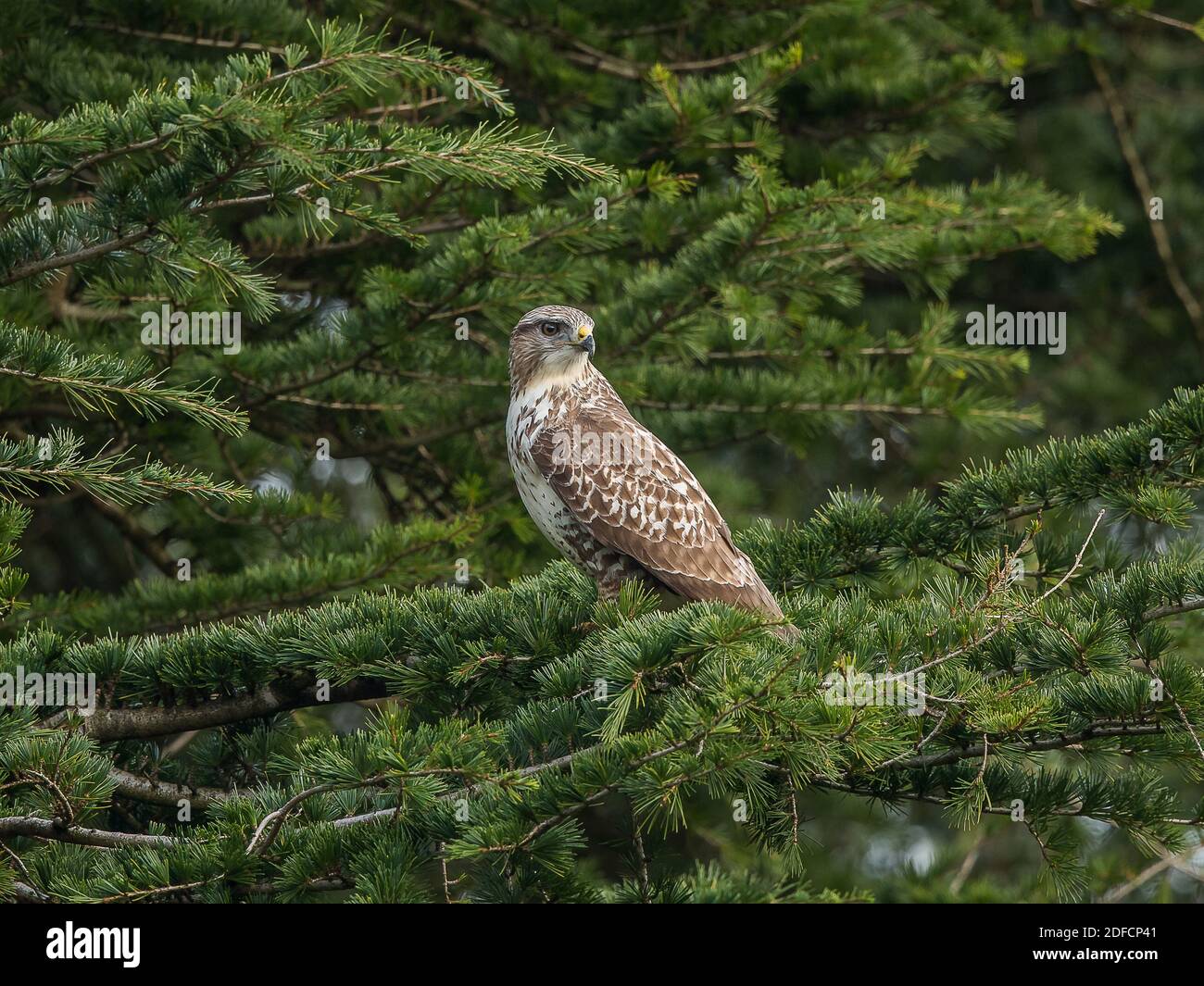Buzzard in a cemetery hi-res stock photography and images - Alamy