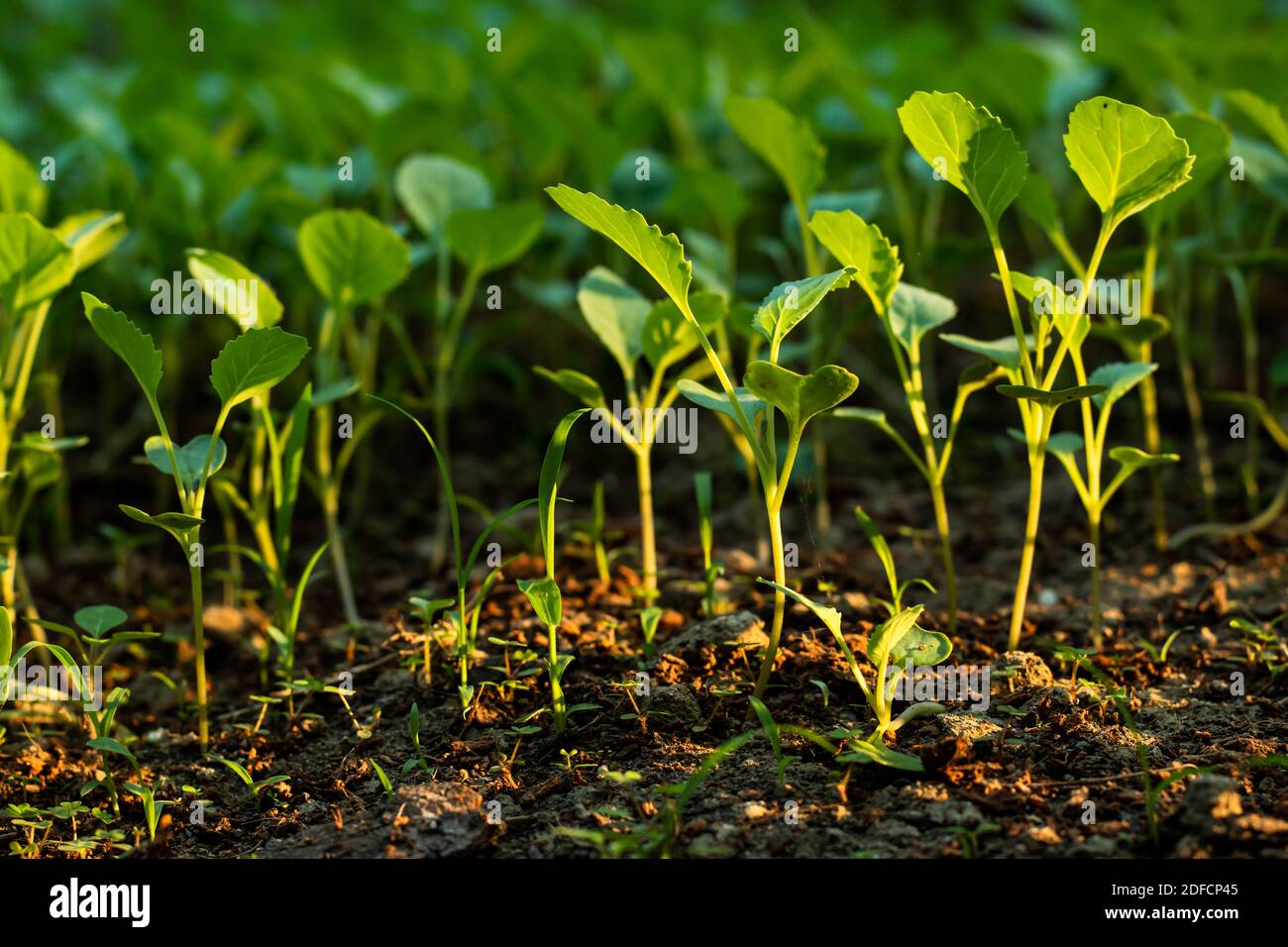 In the shed many small seedlings have grown from the seeds Stock Photo ...