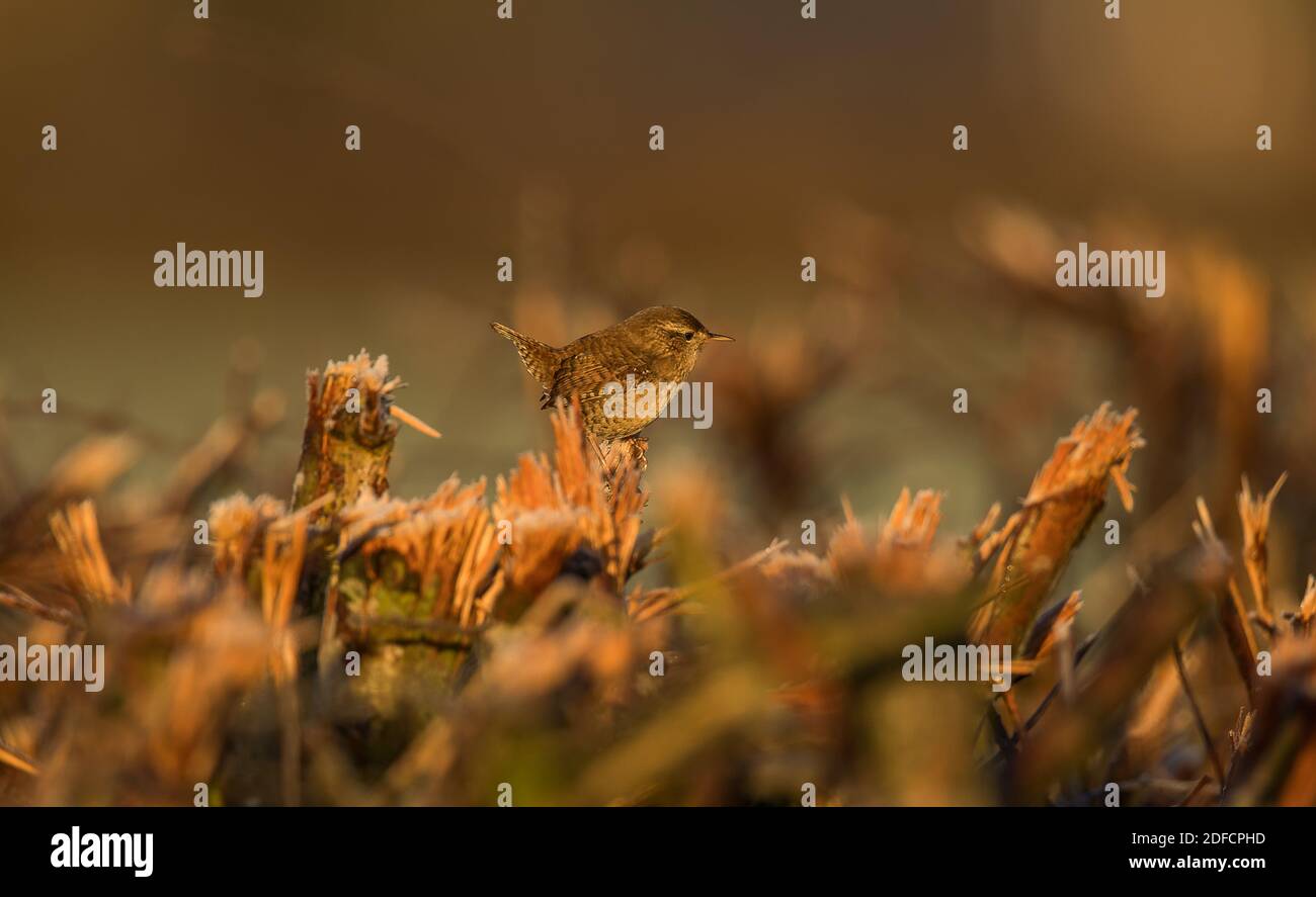 Wren in open countryside hi-res stock photography and images - Alamy
