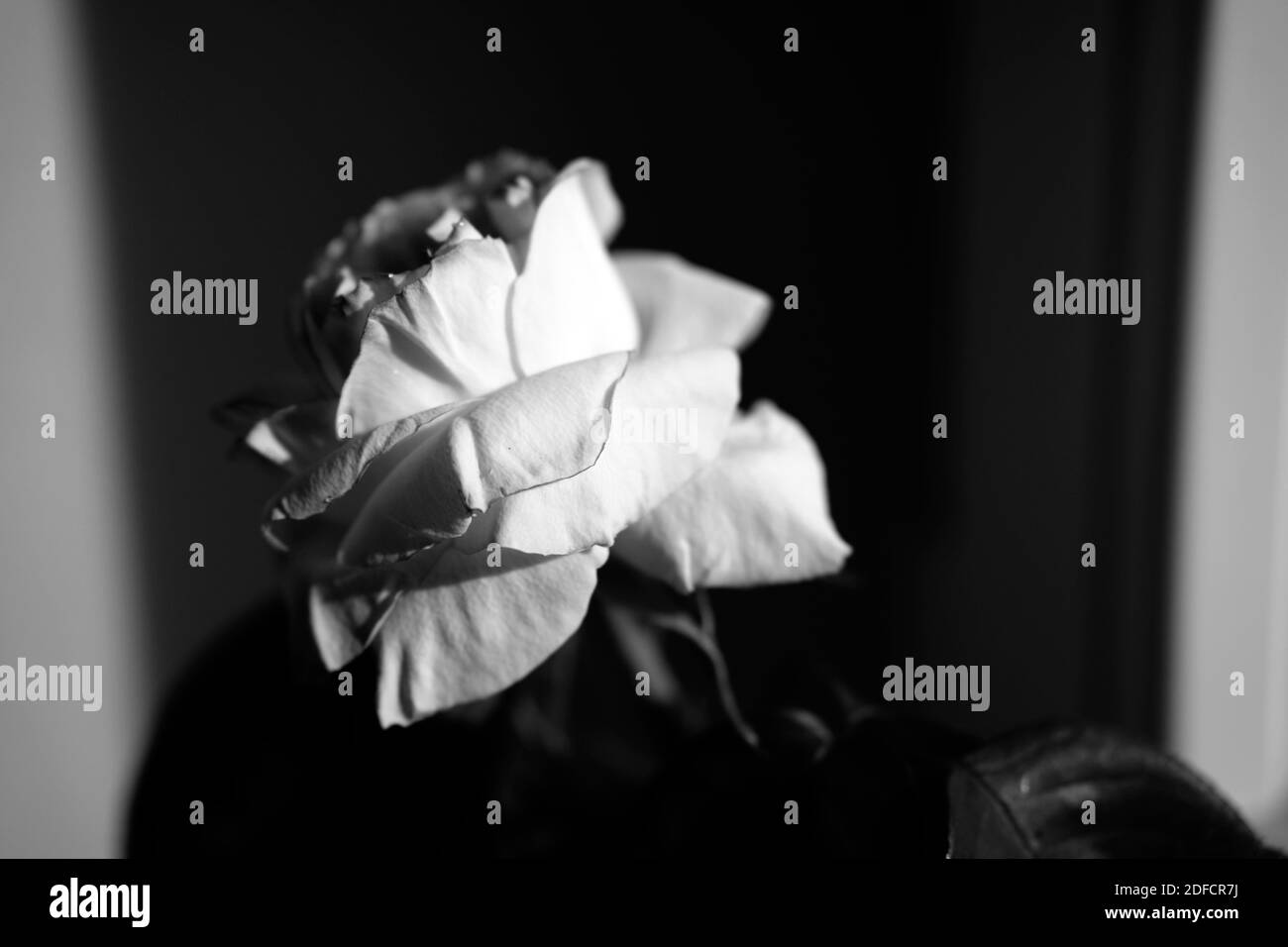 Yellow white rose Black and White Stock Photos & Images - Alamy