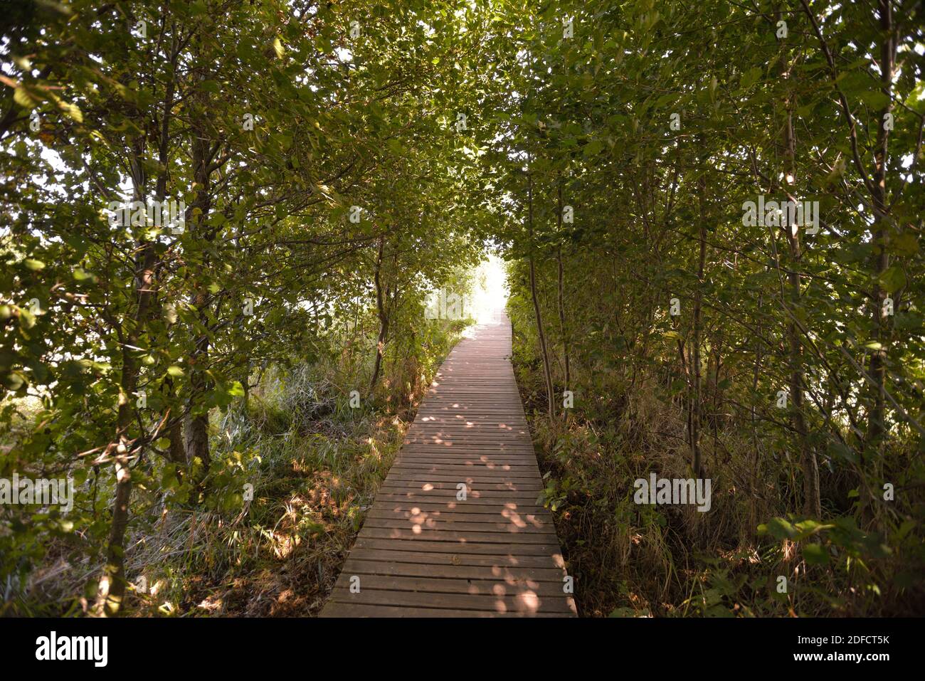A wooden walking way going through a densely forested area Stock Photo ...