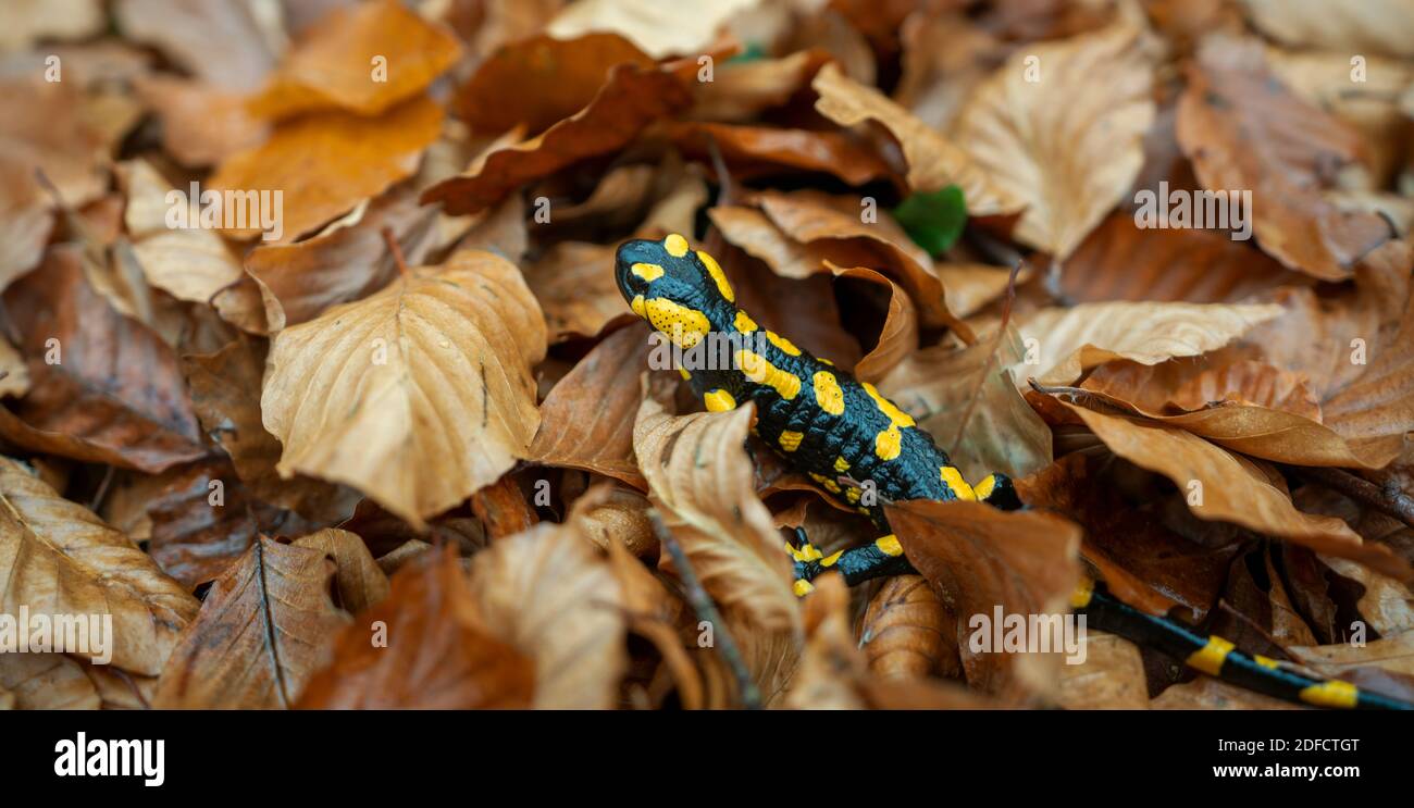 Reptile salamander hi-res stock photography and images - Alamy