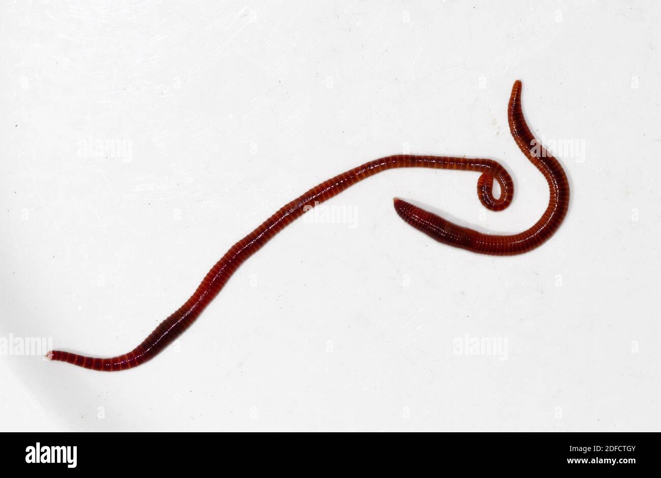 Slimy earthworm hi-res stock photography and images - Alamy