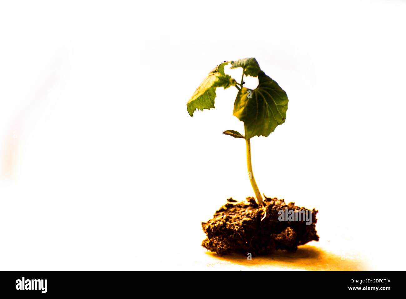 Green sprout is growing from soil isolated on white background Stock ...