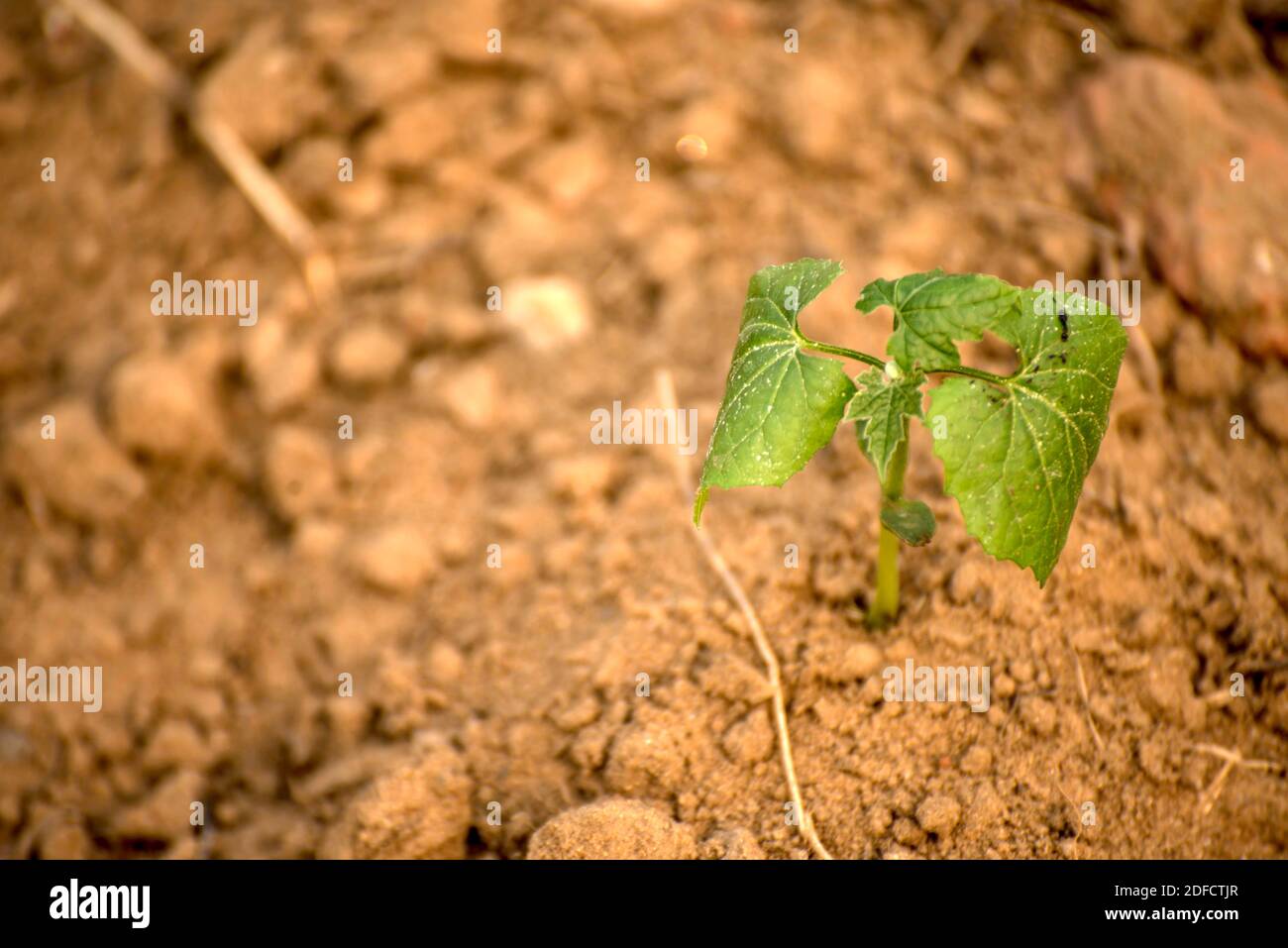 Sapling plant from arid soil. New plant glowing from soil. Seedlings in ...
