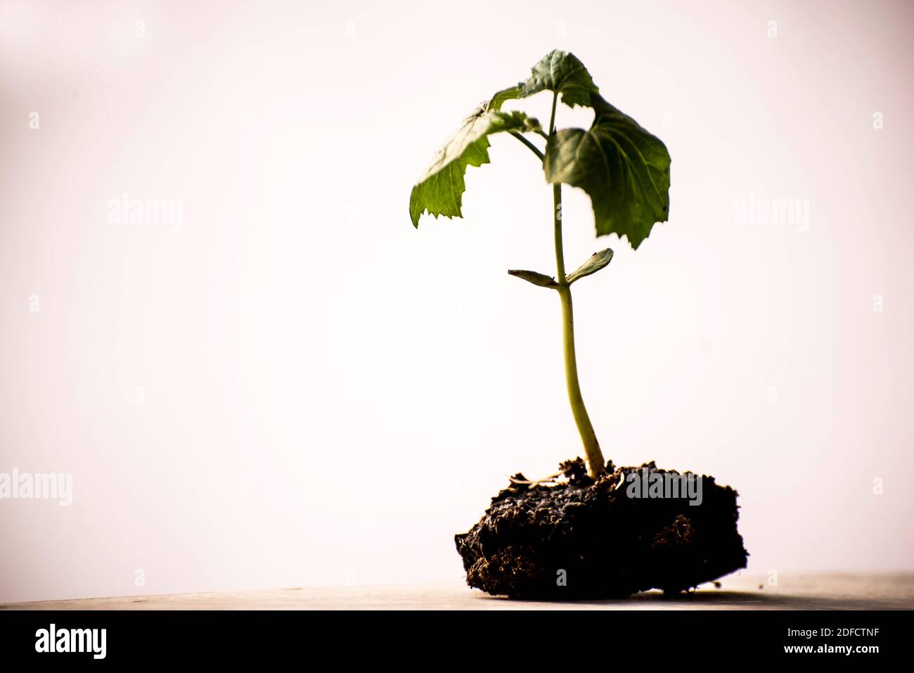 Green sprout is growing from soil isolated on white background Stock ...