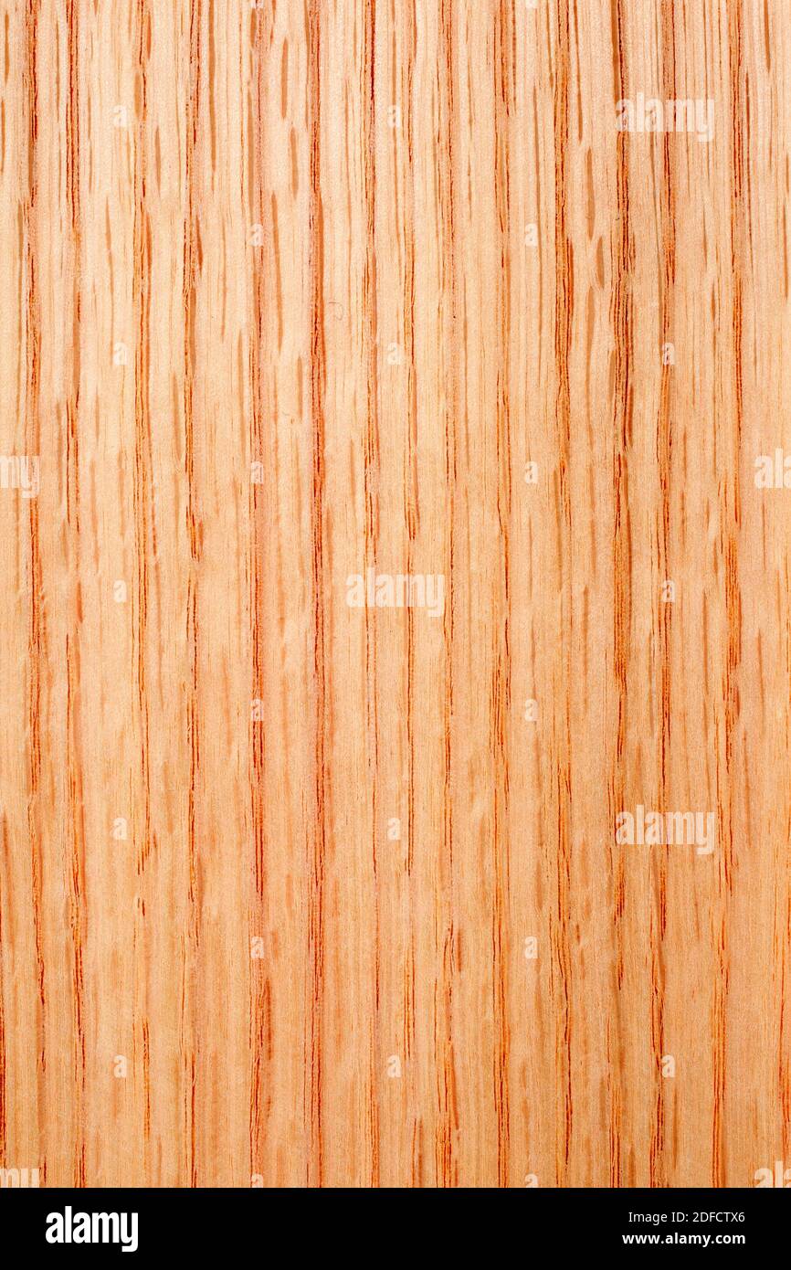 AMERICAN RED OAK, QUERCUS RUBRA Stock Photo - Alamy