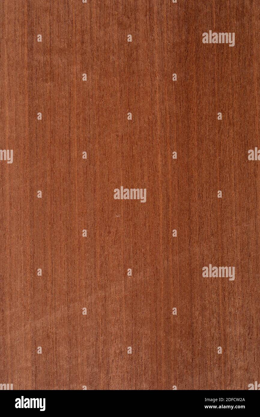 BAKU, TIEGHMELLA HECKELII Stock Photo - Alamy