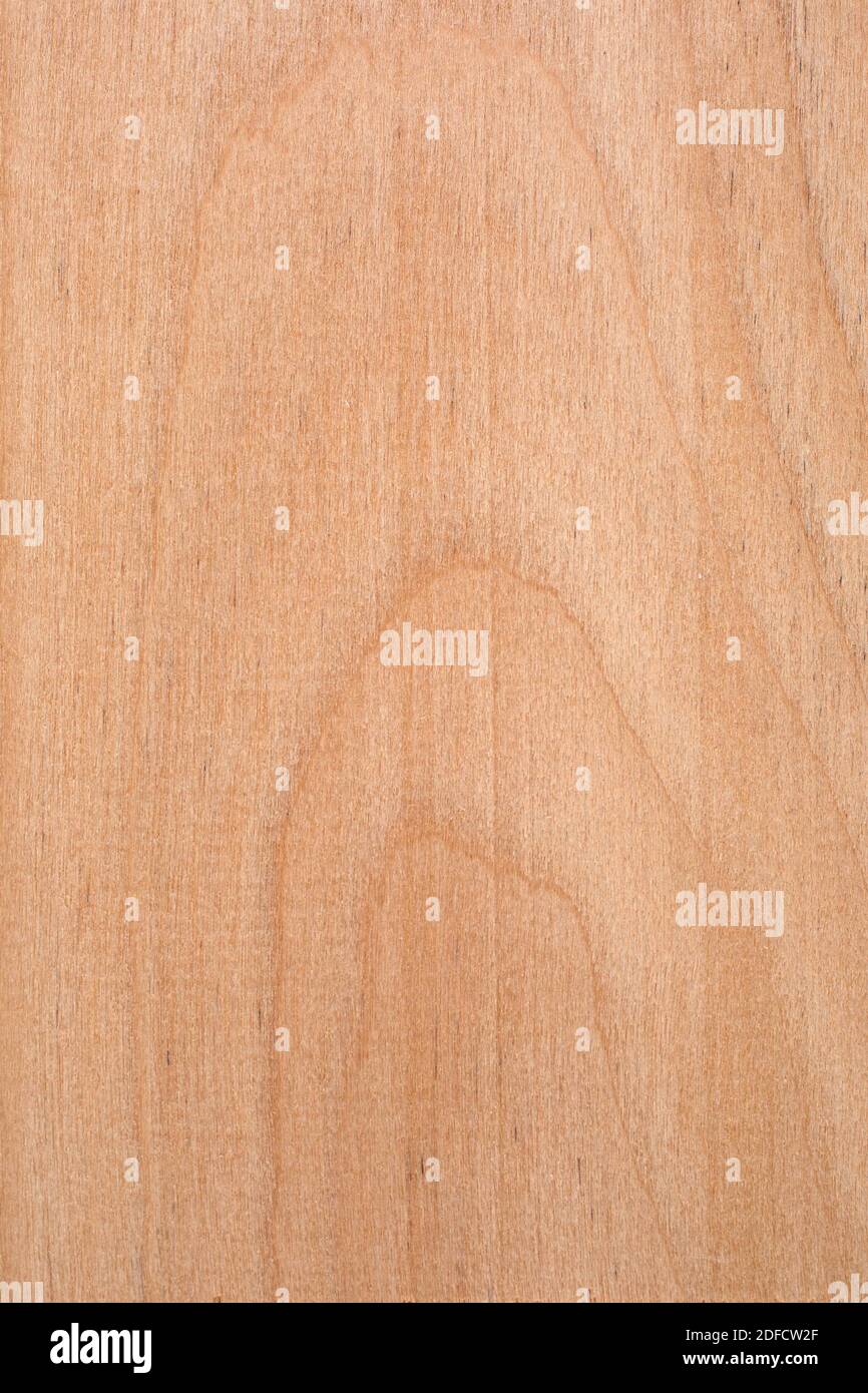 RED ALDER, ALNUS RUBRA Stock Photo - Alamy