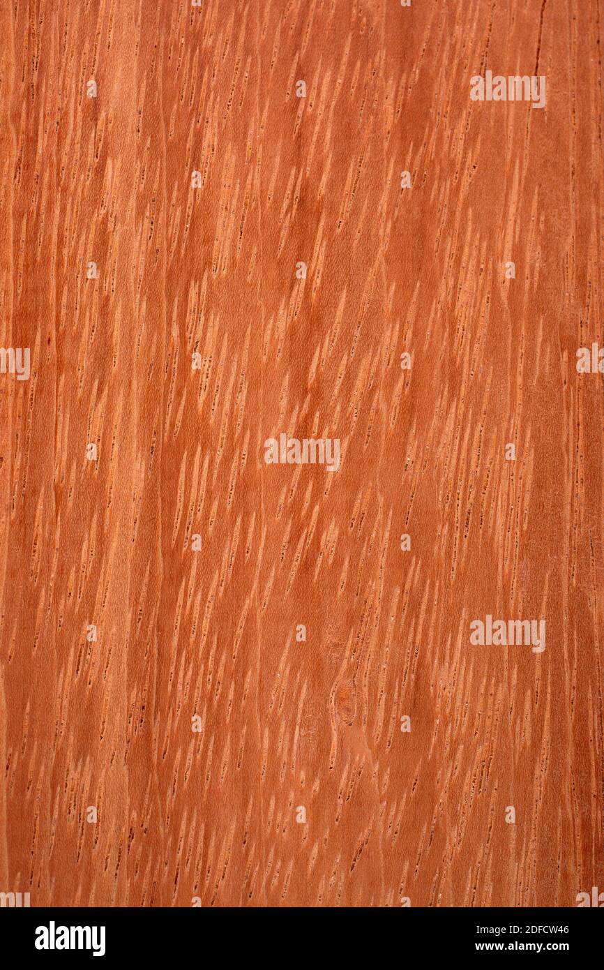 Afzelia pachyloba hi-res stock photography and images - Alamy