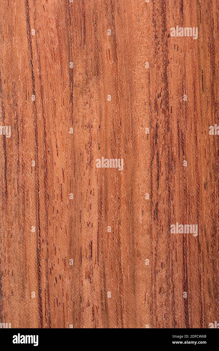 Rhodesian teak hi-res stock photography and images - Alamy