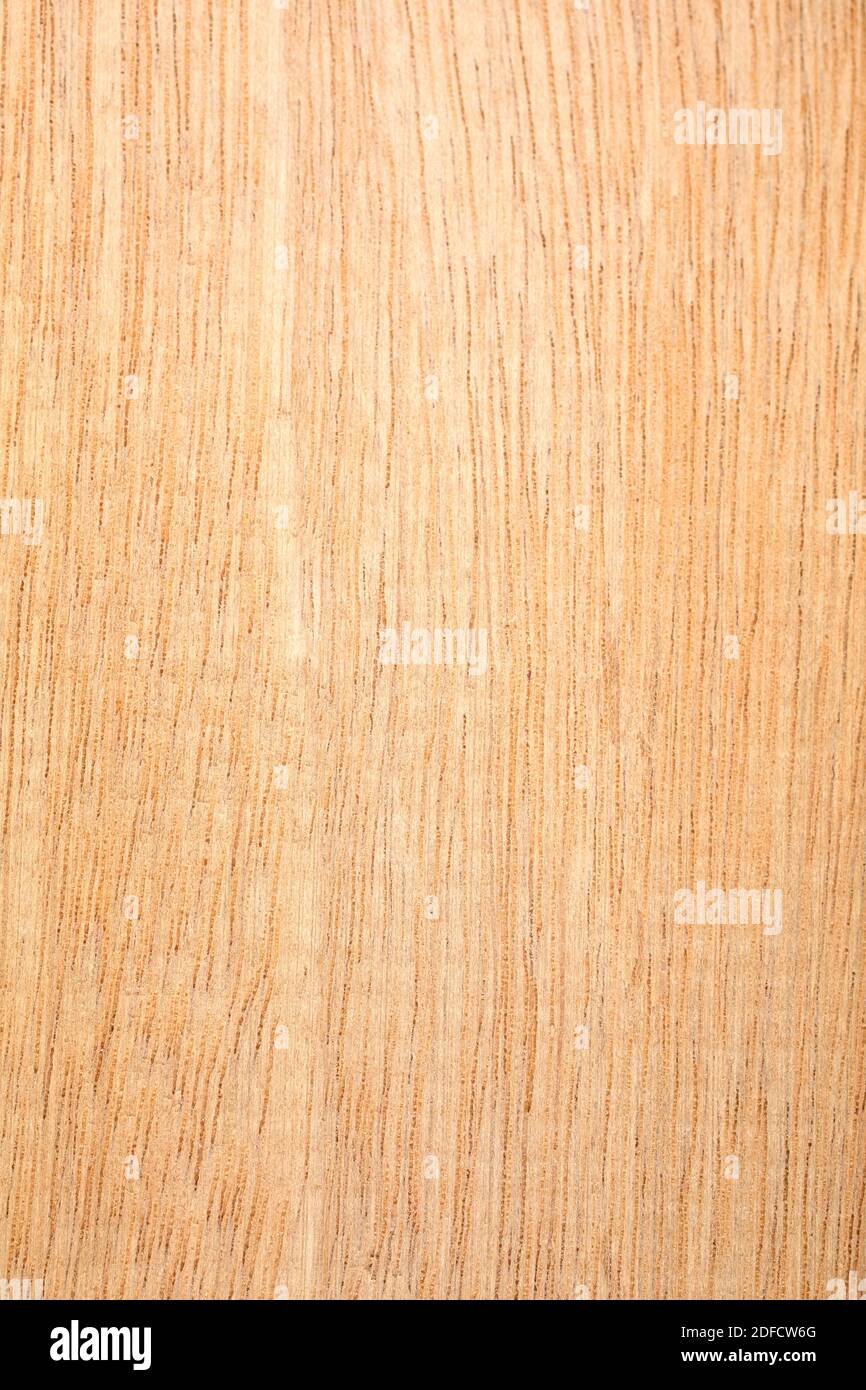 Terminalia ivorensis hi-res stock photography and images - Alamy