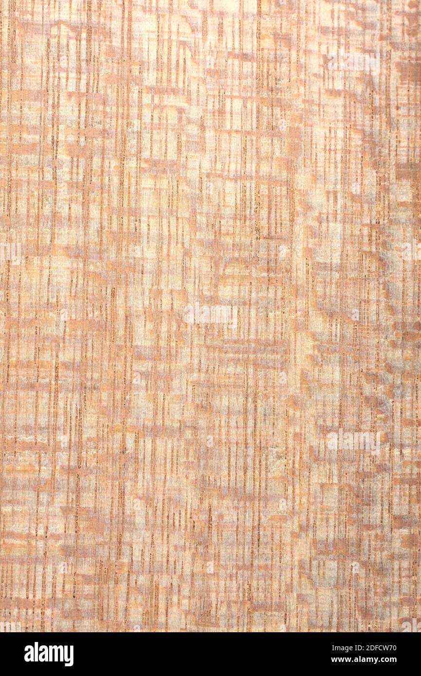 Yellow meranti tree hi-res stock photography and images - Alamy