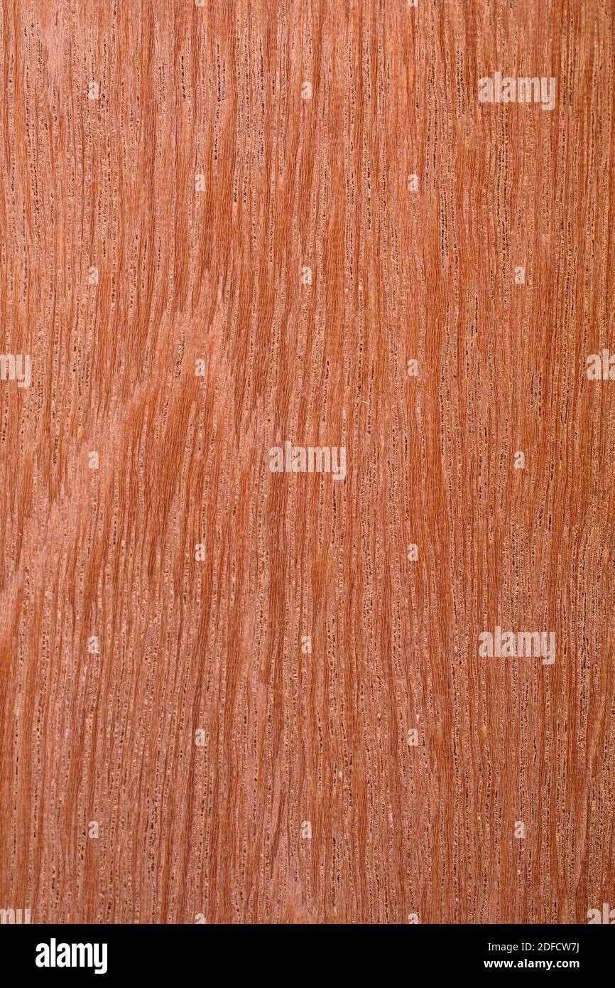 Kapur tree hi-res stock photography and images - Alamy