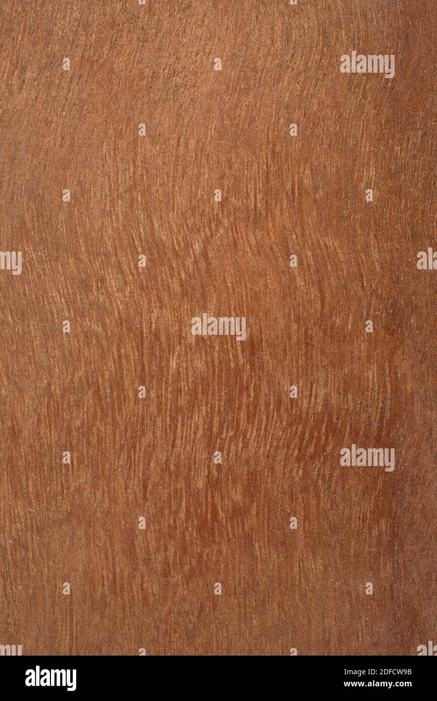 Itauba tree hi-res stock photography and images - Alamy