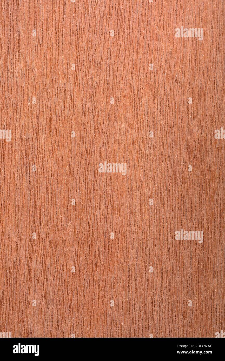 Louro vermelho hi-res stock photography and images - Alamy