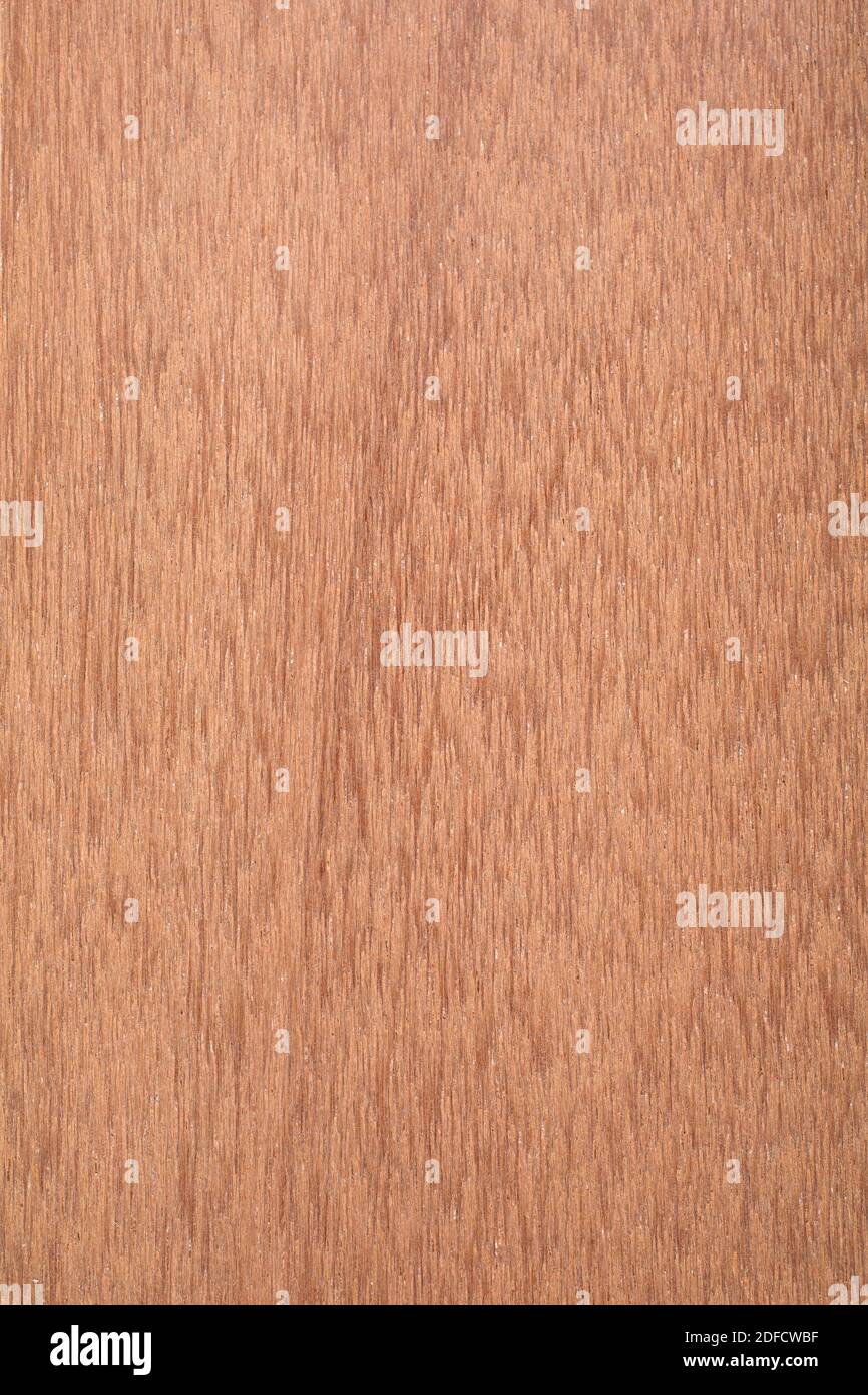 Kapur tree hi-res stock photography and images - Alamy