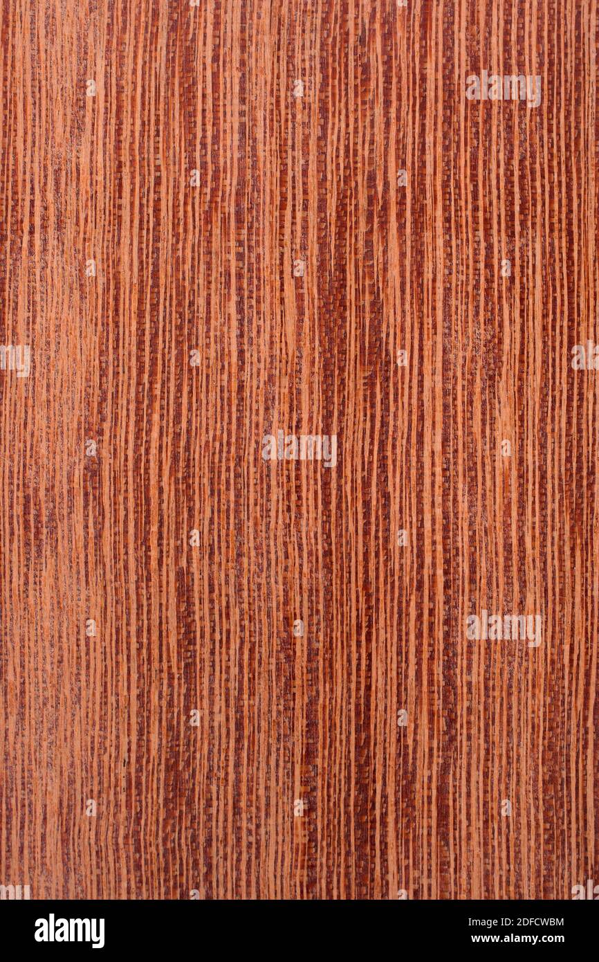 Koompassia malaccensis hi-res stock photography and images - Alamy