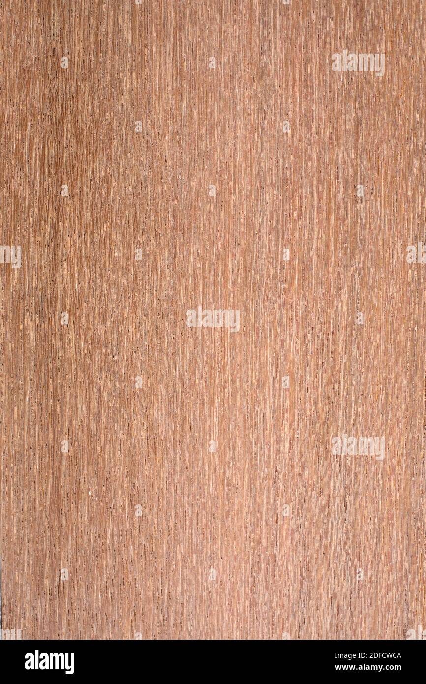 Bangkirai tree hi-res stock photography and images - Alamy