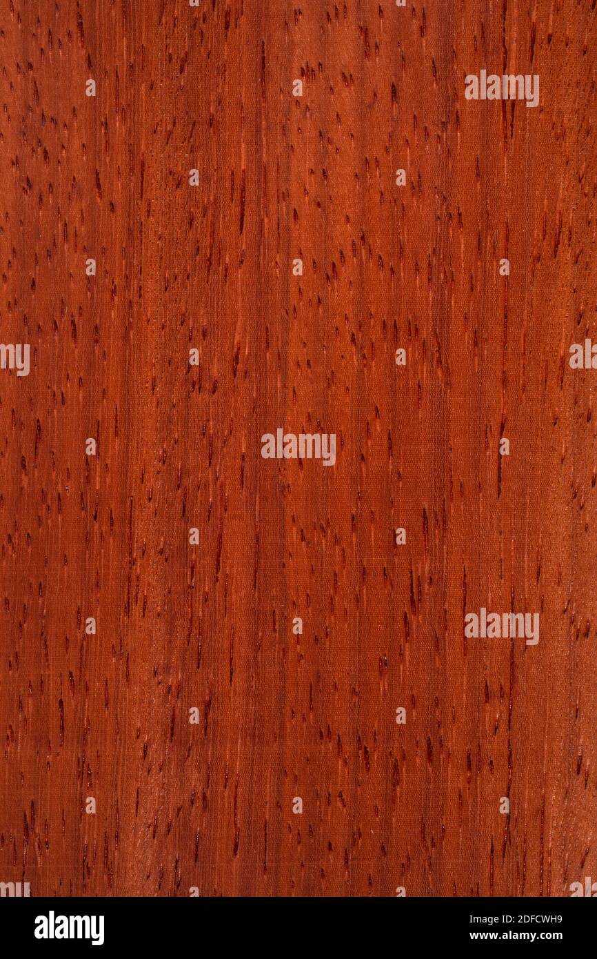 Padauk hi-res stock photography and images - Alamy