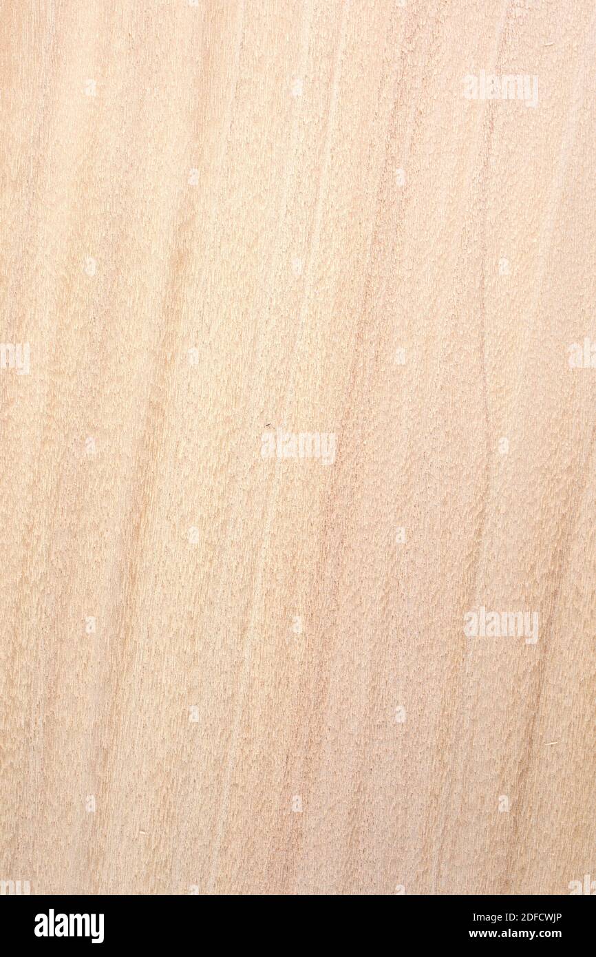 Populus spp hi-res stock photography and images - Alamy