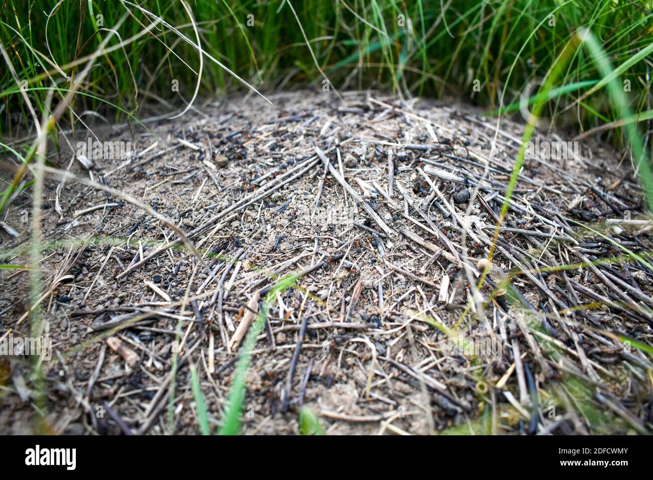 Anthill in the grass Stock Photo - Alamy
