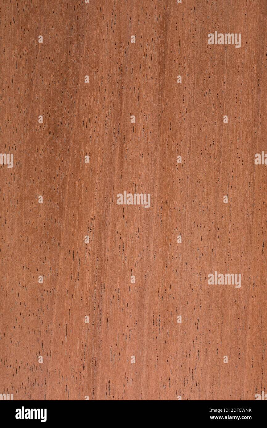 Angolense hi-res stock photography and images - Alamy