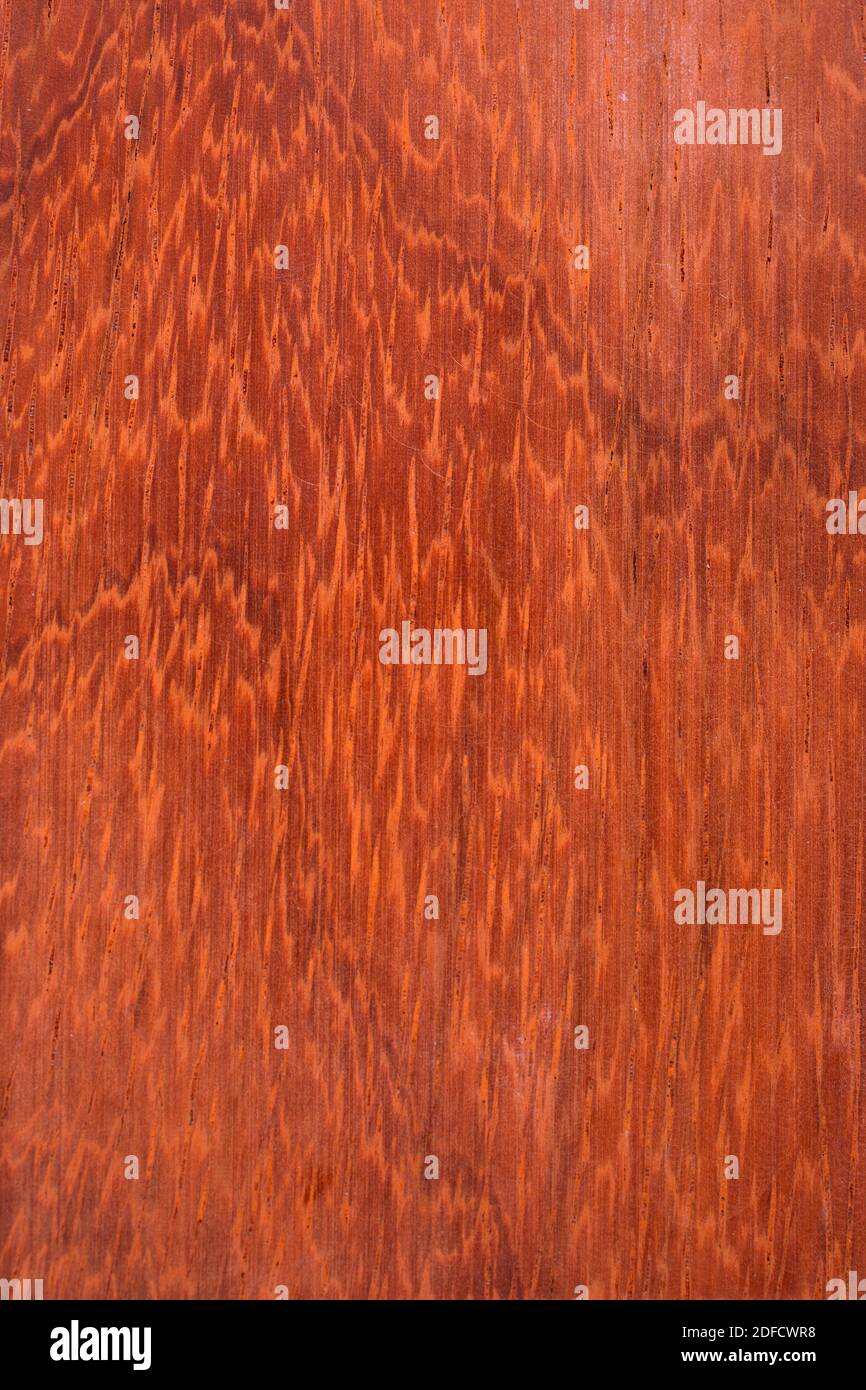 Padauk hi-res stock photography and images - Alamy